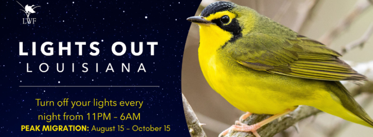 Fall Means Fledgling Birds Flying South for the First Time; Lights Out ...