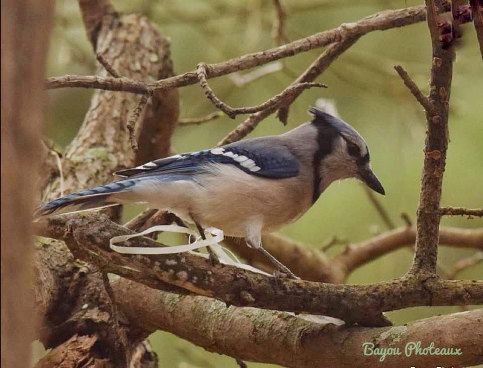 Prohibiting Outdoor Balloon Releases Would Save Wildlife, Reduce Litter ...
