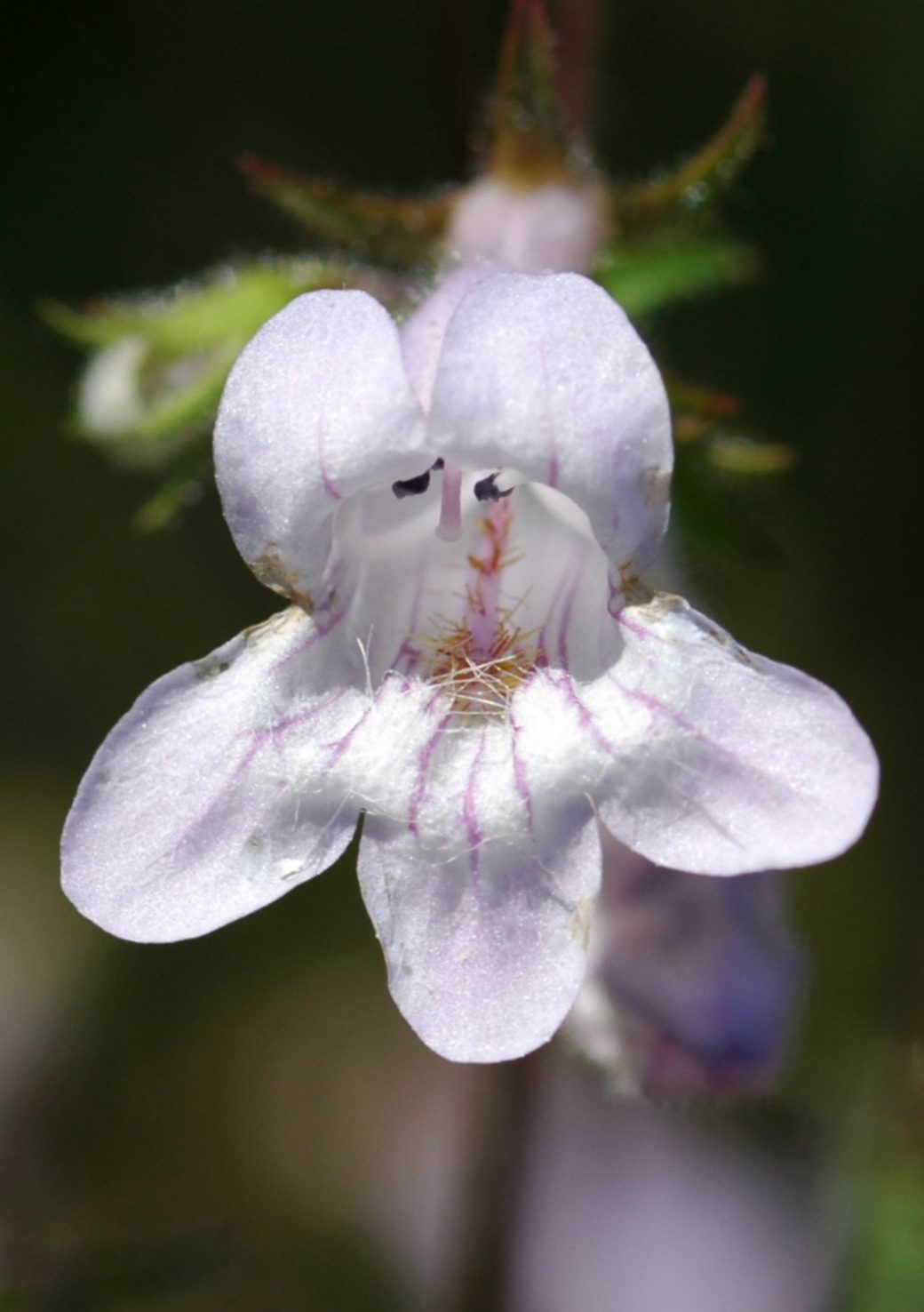 Saving Wildlife in Your Backyard with Plants - Louisiana Wildlife ...