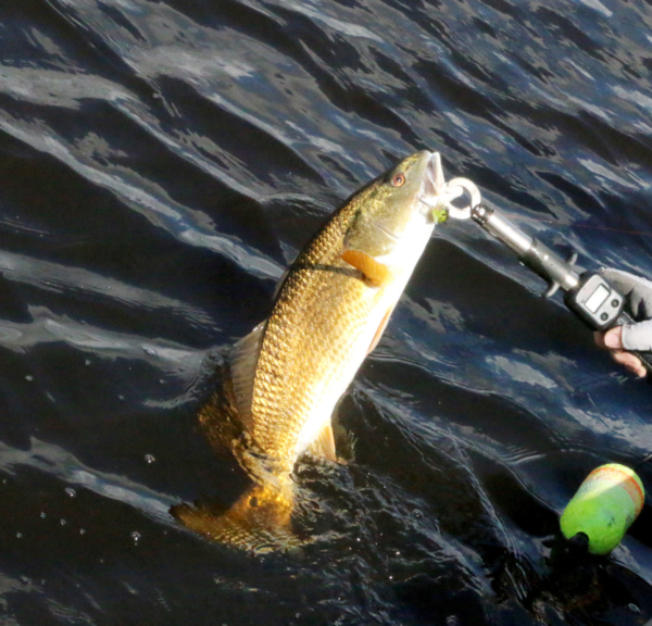 Time to Take the Final Step for Redfish - Louisiana Wildlife Federation