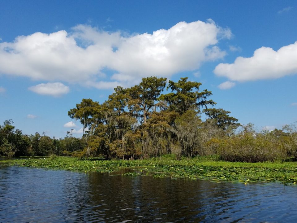 The Swamp Next Door: Restoring Maurepas Swamp for Wildlife and ...