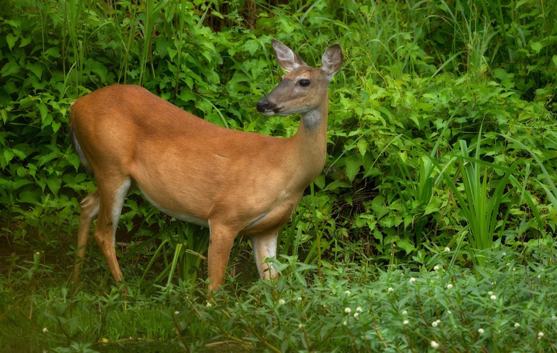 LWF Encourages Hunters to Have Their Deer Tested for CWD - Louisiana ...