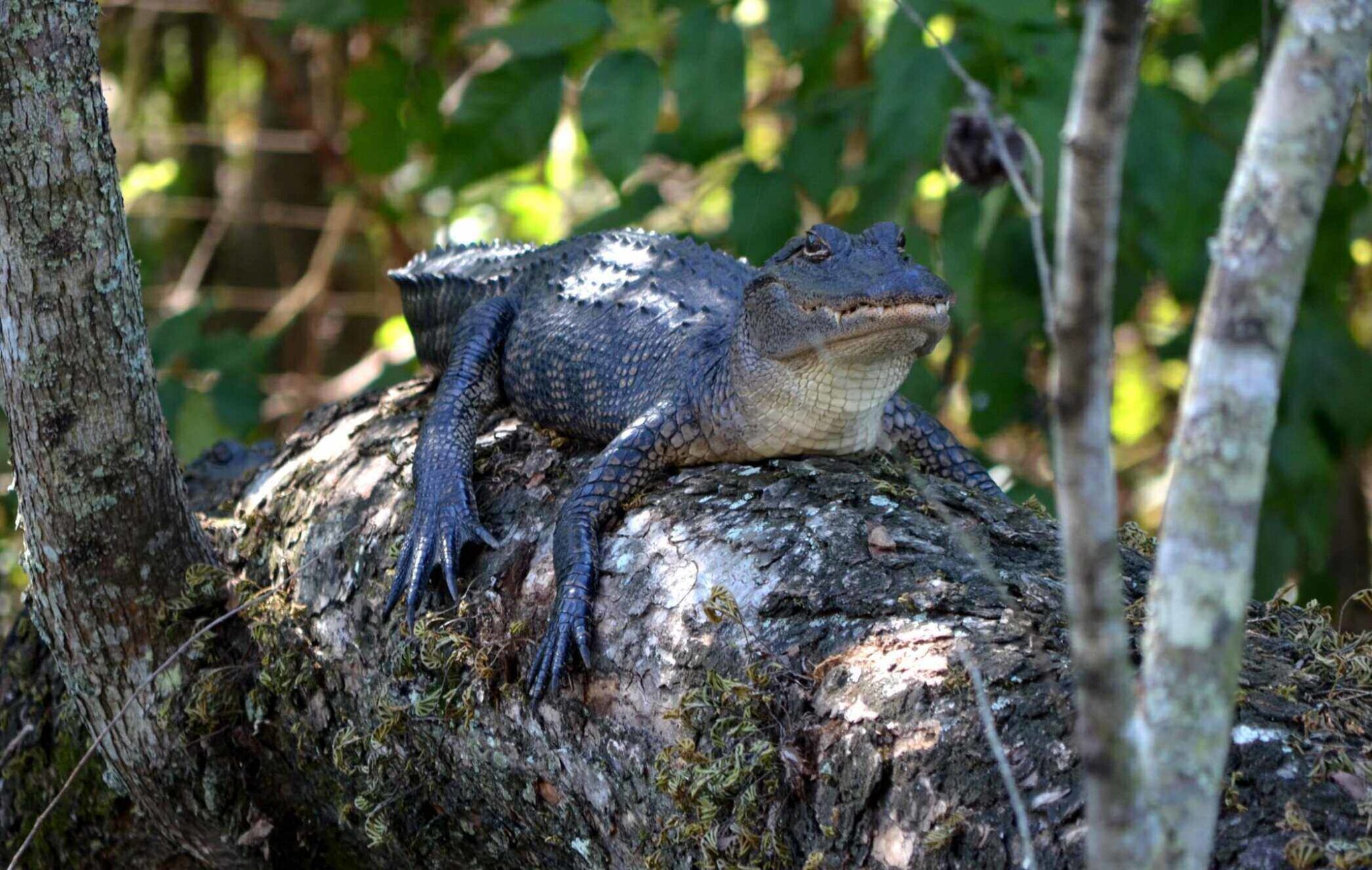 Swamp Things: The Wild Side of Maurepas Swamp - Louisiana Wildlife ...